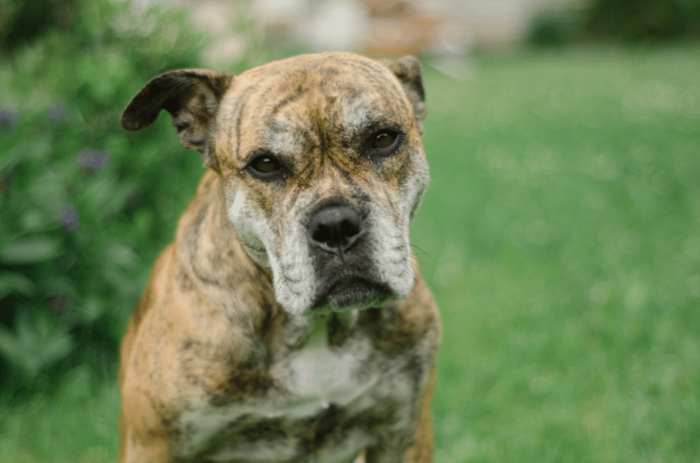 Alano Español (Bulldog Español o Perro de Presa Español) - Razas de Perros