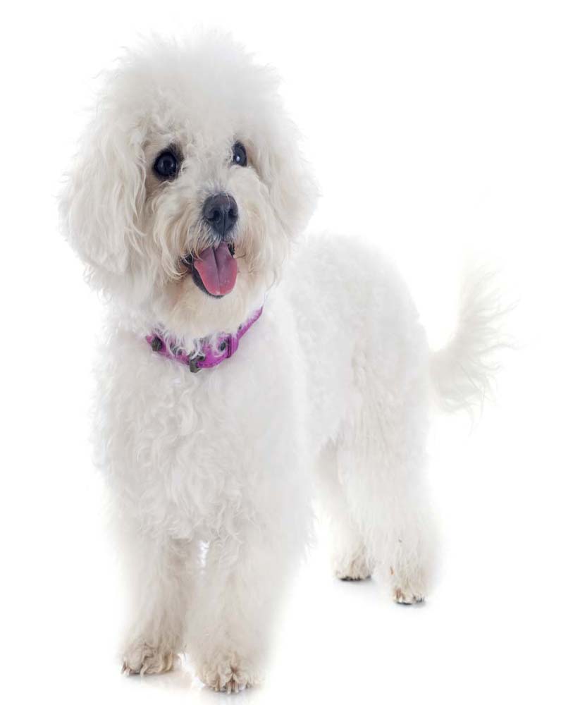 Bichon Frisé - Razas de Perros