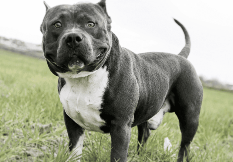 American Bully - Razas de Perros