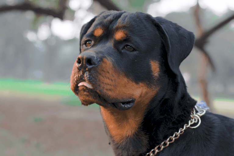 Rottweiler: La mega guía más Completa y Actualizada - Razas de Perros