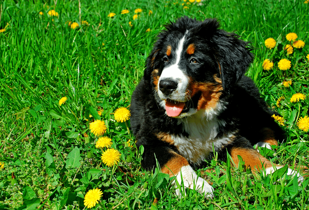 Boyero de Berna o Perro de Montaña Bernes (Bernese Mountain Dog ...
