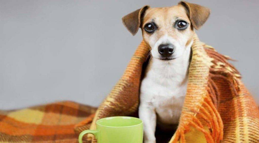 8 Maneras de proteger tu perro del frío - Razas de Perros