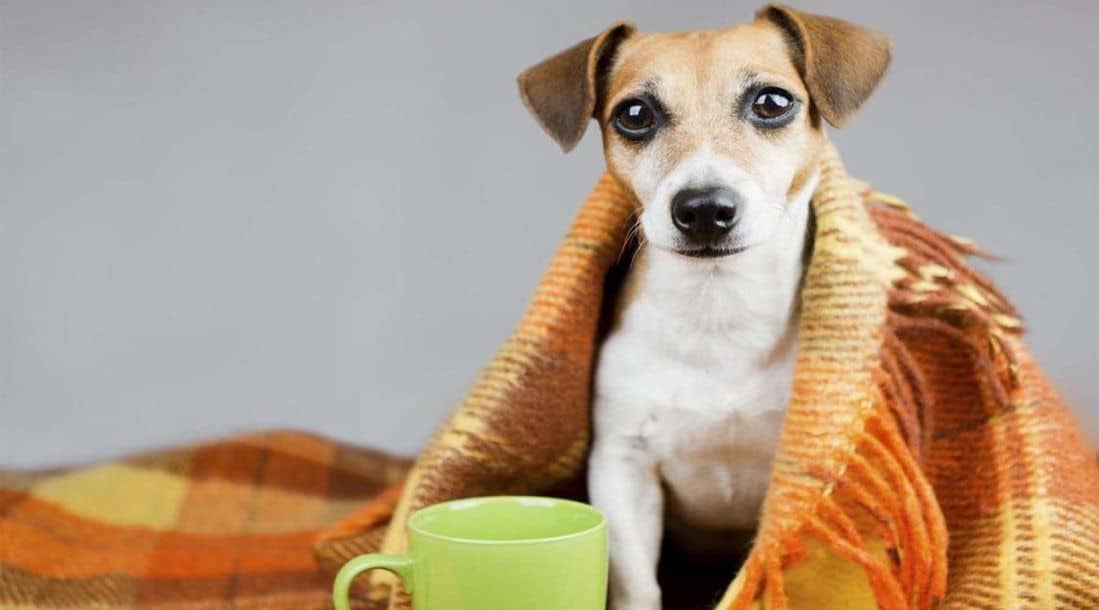 8 Maneras de proteger tu perro del frío - Razas de Perros